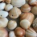 100 Shells With Natural Holes, Good for Mobiles, Windchimes, Jewelry - Etsy