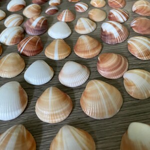 100 Shells, Spectral Bittersweet Clam Shells, Florida Shells - Etsy
