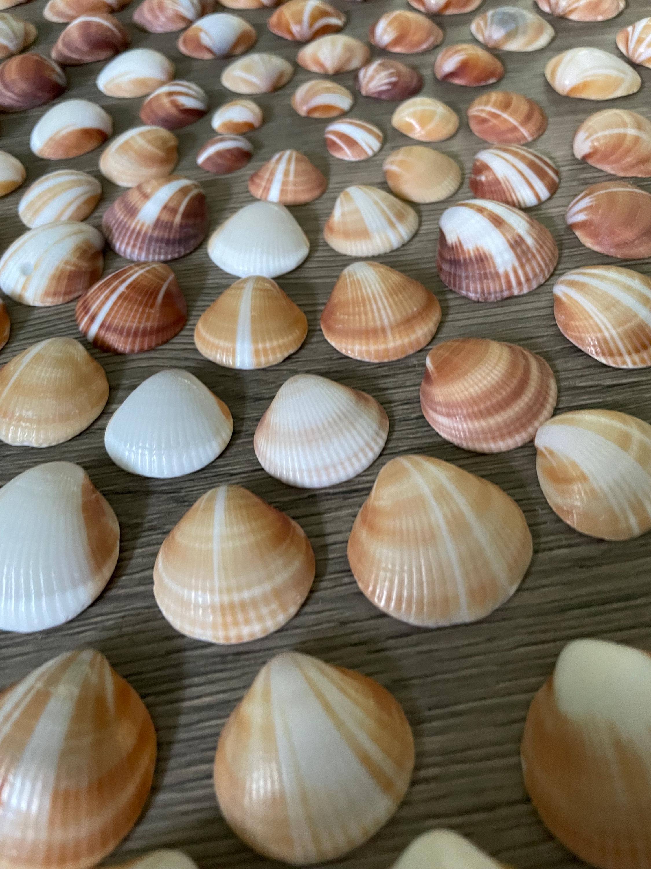 100 Shells, Spectral Bittersweet Clam Shells, Florida Shells - Etsy