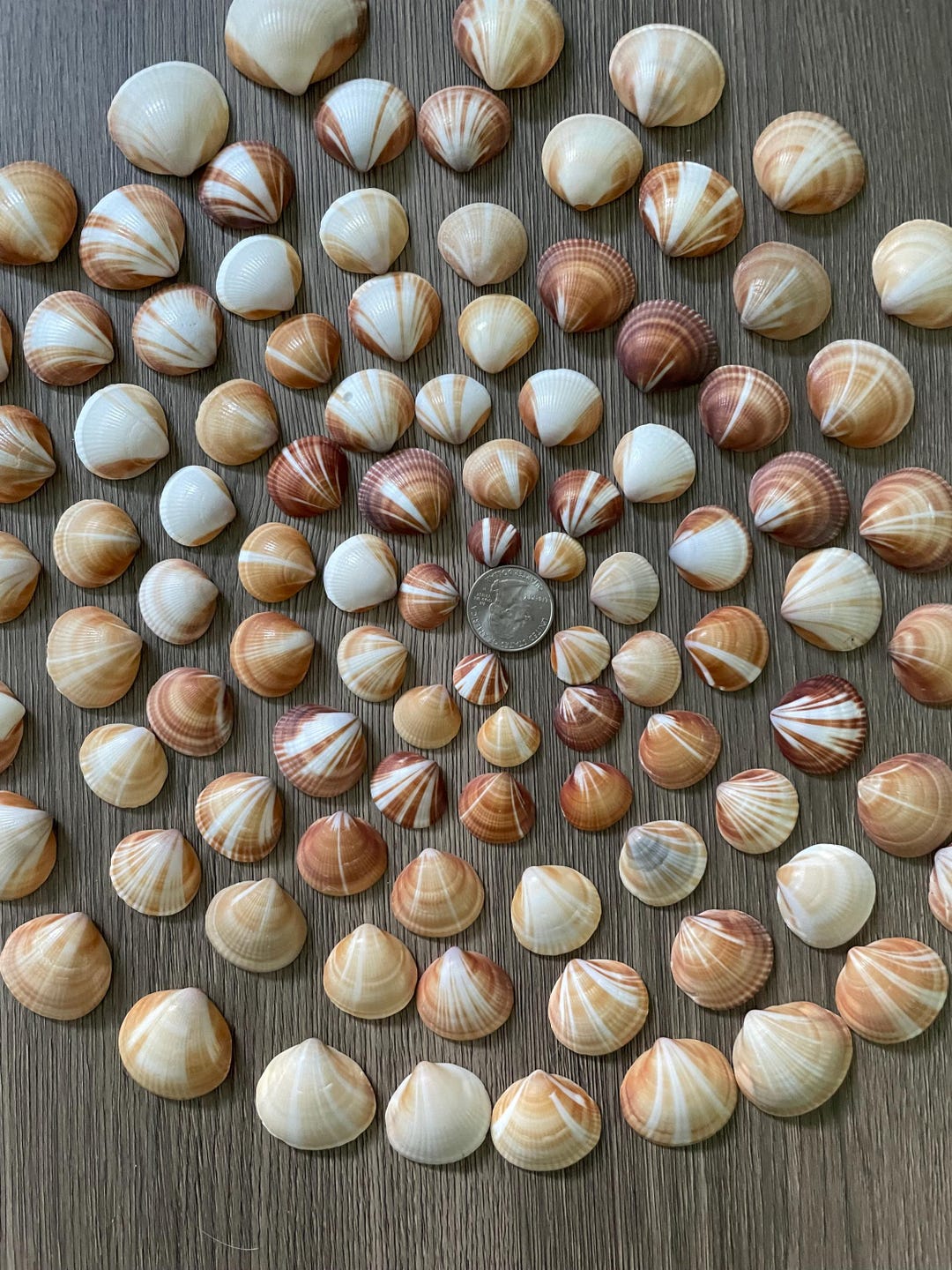 100 Shells, Spectral Bittersweet Clam Shells, Florida Shells - Etsy