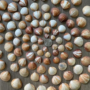 100 Shells, Spectral Bittersweet Clam Shells, Florida Shells - Etsy