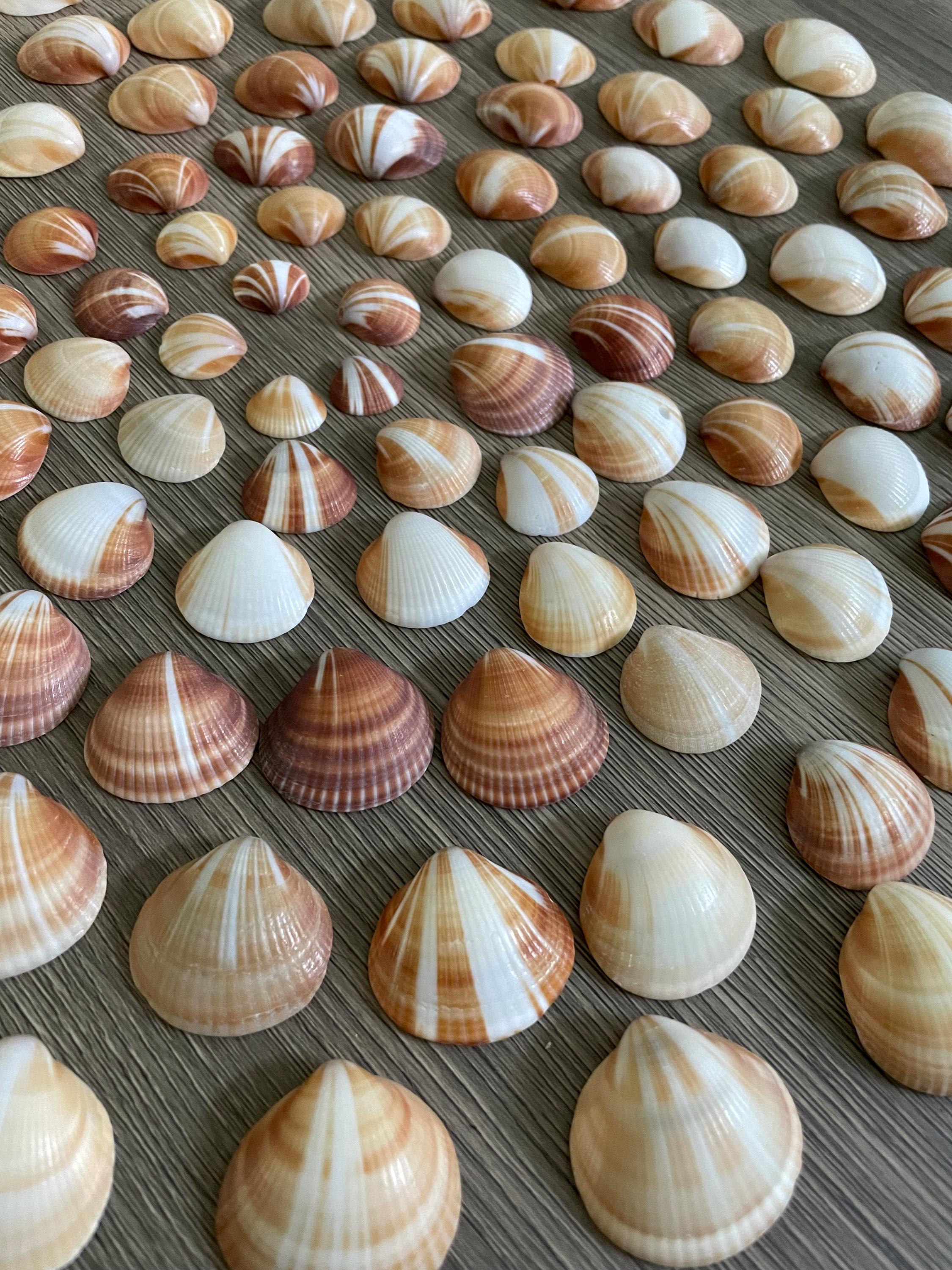100 Shells, Spectral Bittersweet Clam Shells, Florida Shells - Etsy