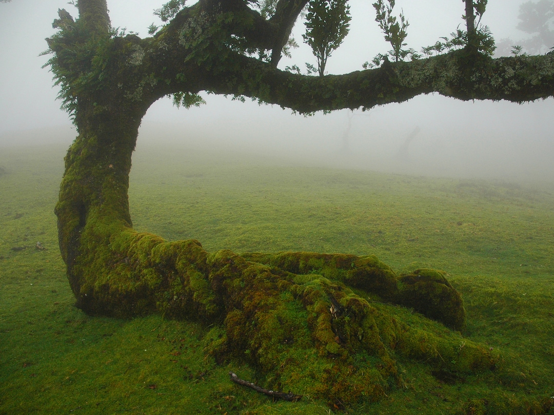 The Magic Tree on Madeira Digital Print Printable Photo Green Gift ...