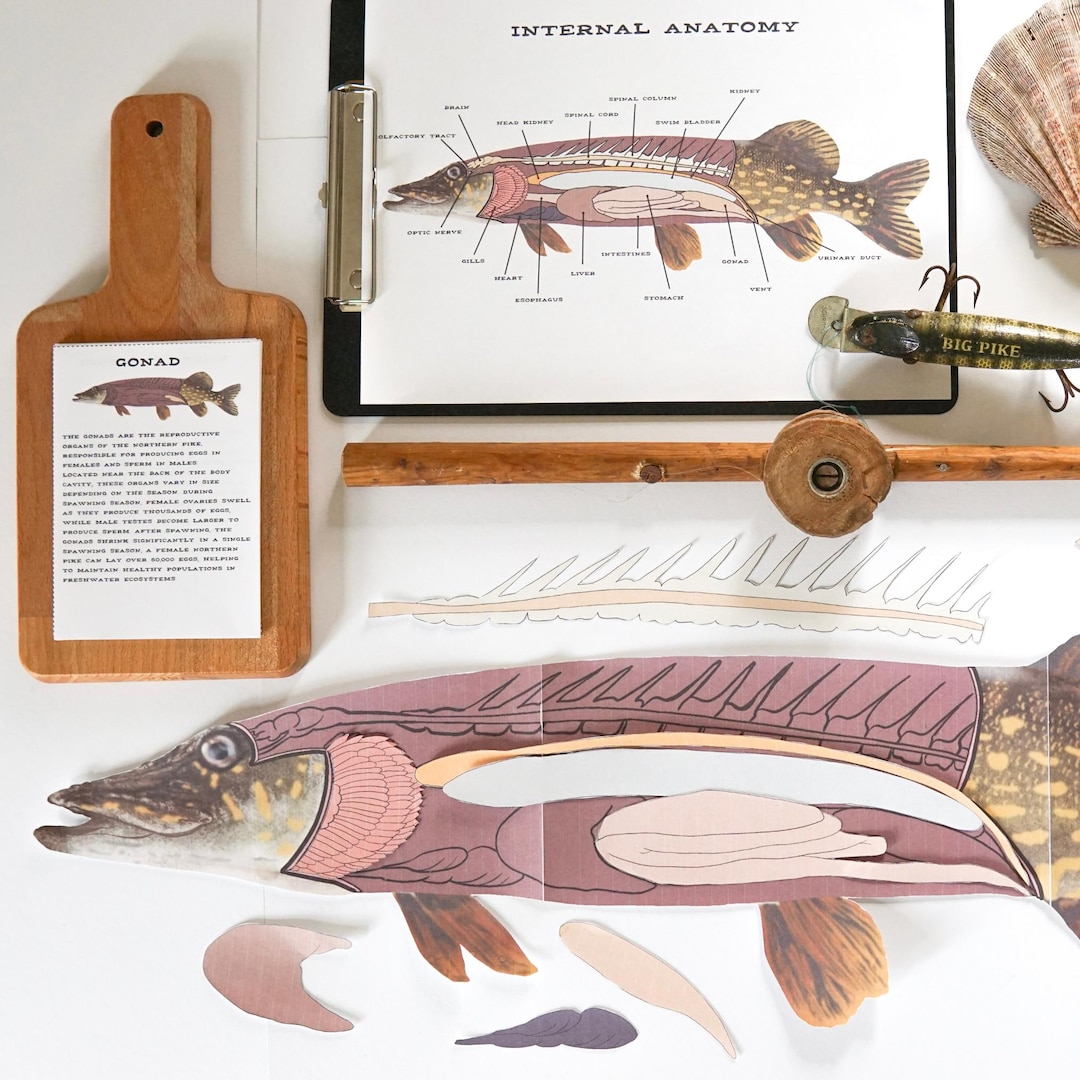 Fish Unit Study Pike | Comic Book Style Nature Study for Kids ...