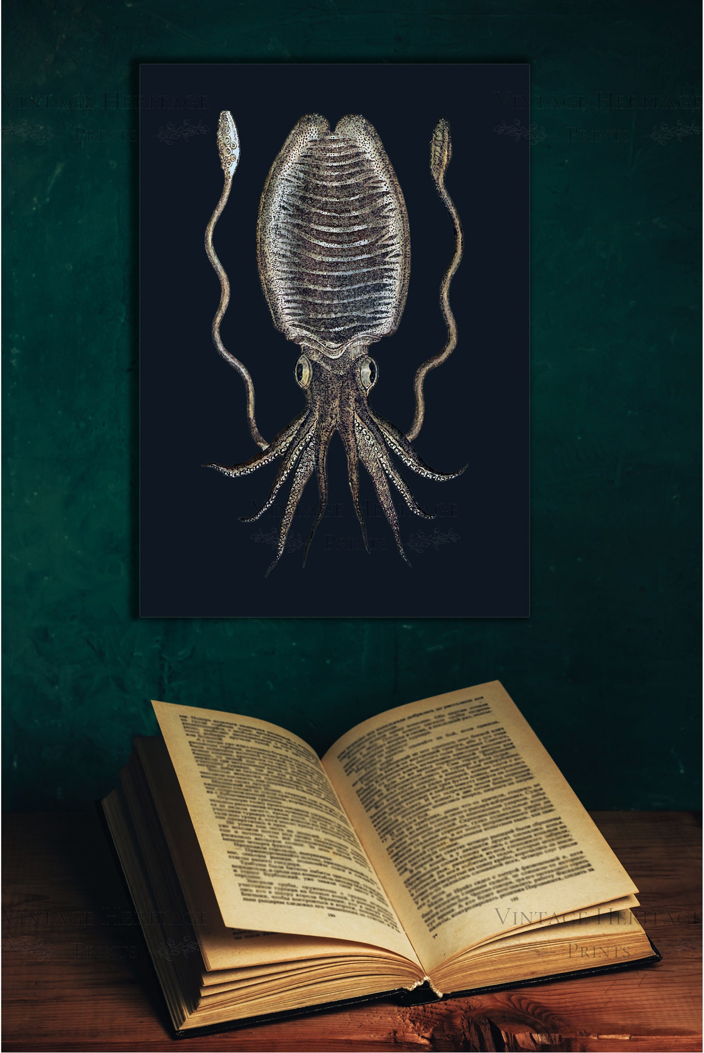 1800s Line Drawing Cuttlefish, Full Color 19th-century Vintage Art ...