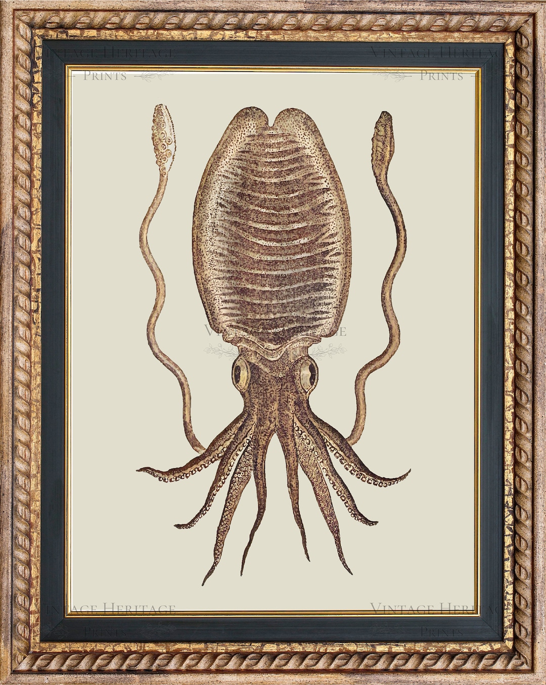 Cuttlefish 1800s Line Drawing, Full Color 19th-century Vintage Art ...
