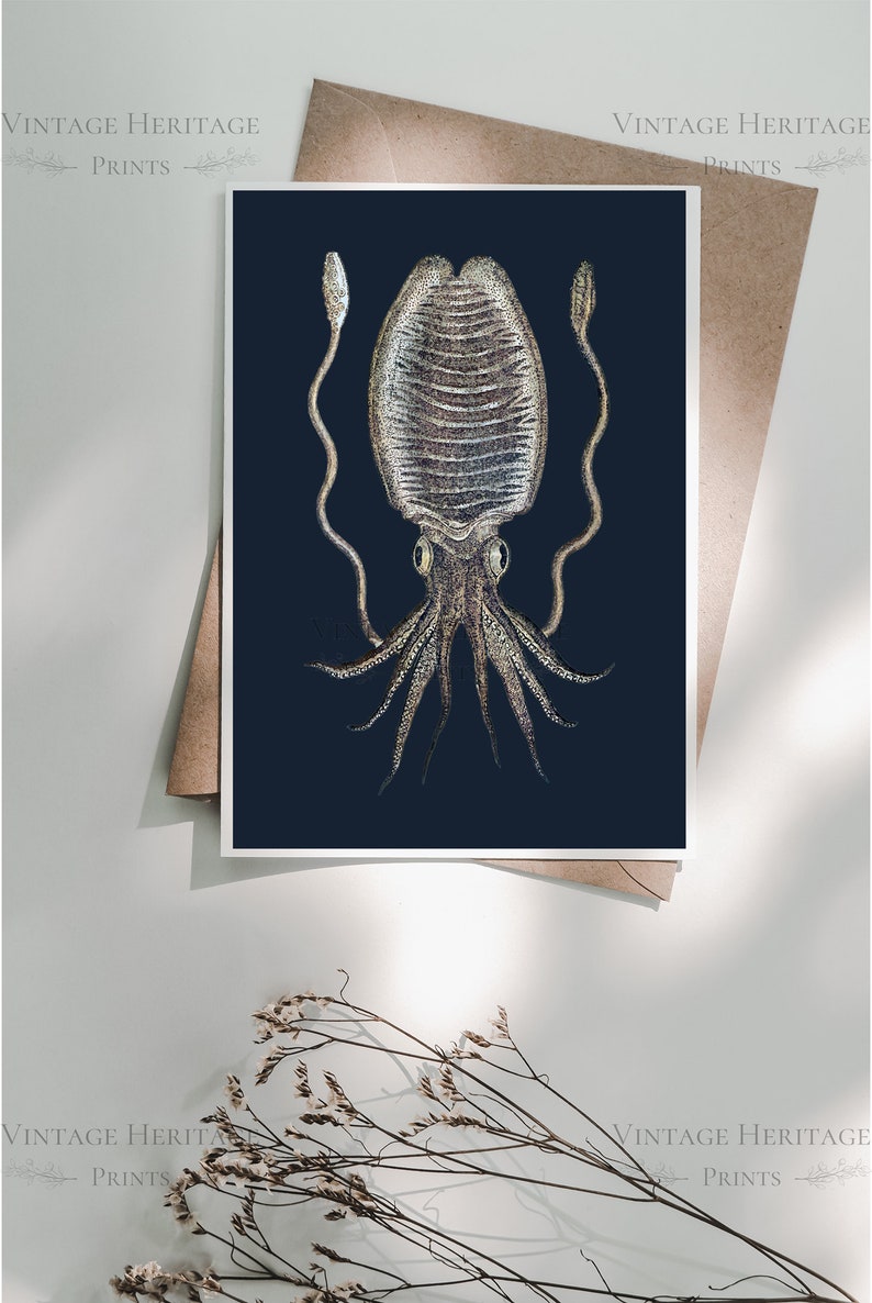 1800s Line Drawing Cuttlefish, Full Color 19th-century Vintage Art ...