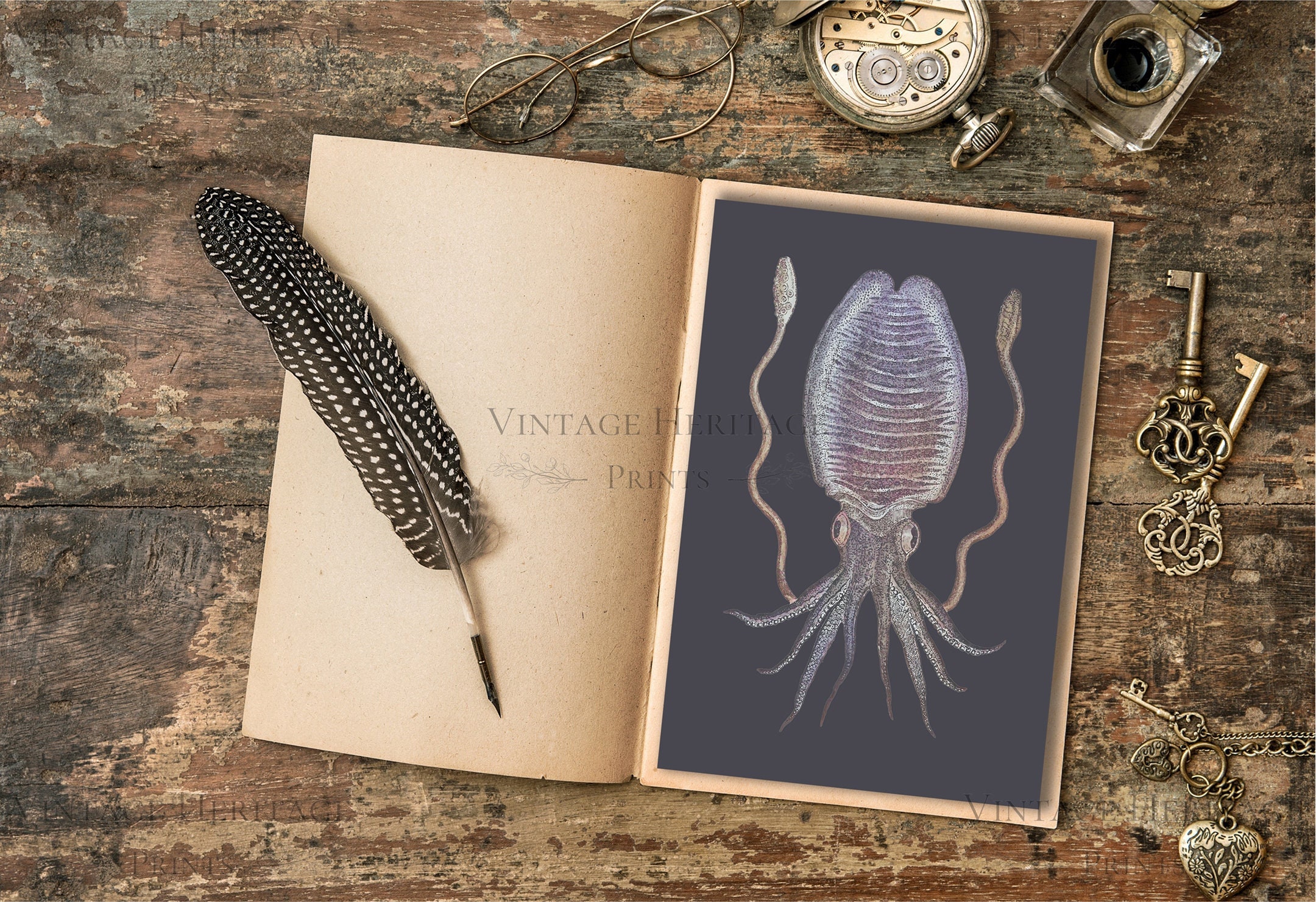 1800s Cuttlefish Line Drawing, Full Color 19th-century Vintage Art ...