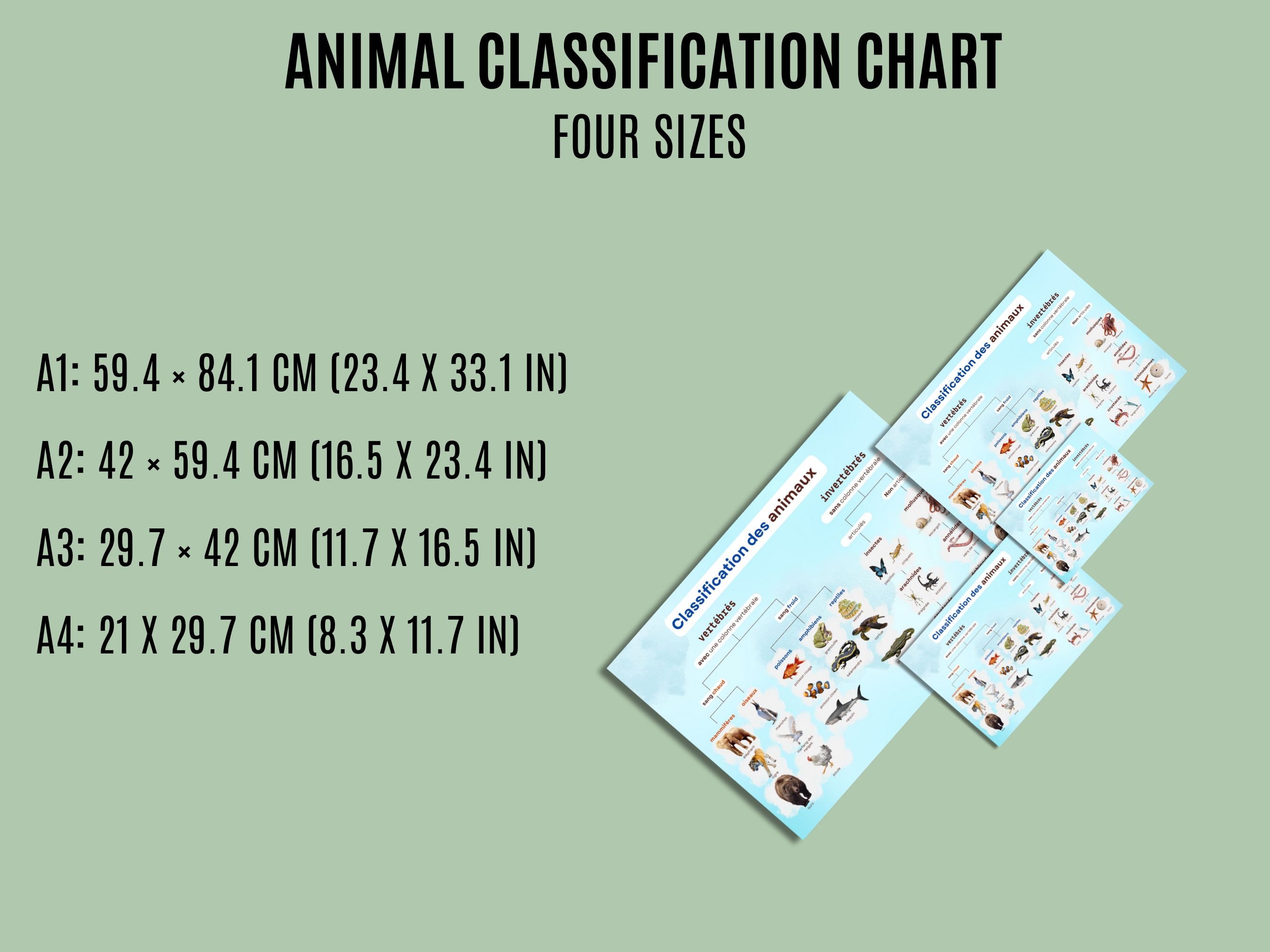 Classifications of Animals,vertebrate and Invertebrate Chart, Classroom ...