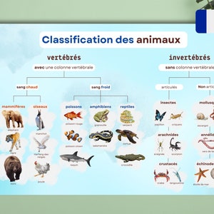 Classifications of Animals,vertebrate and Invertebrate Chart, Classroom ...