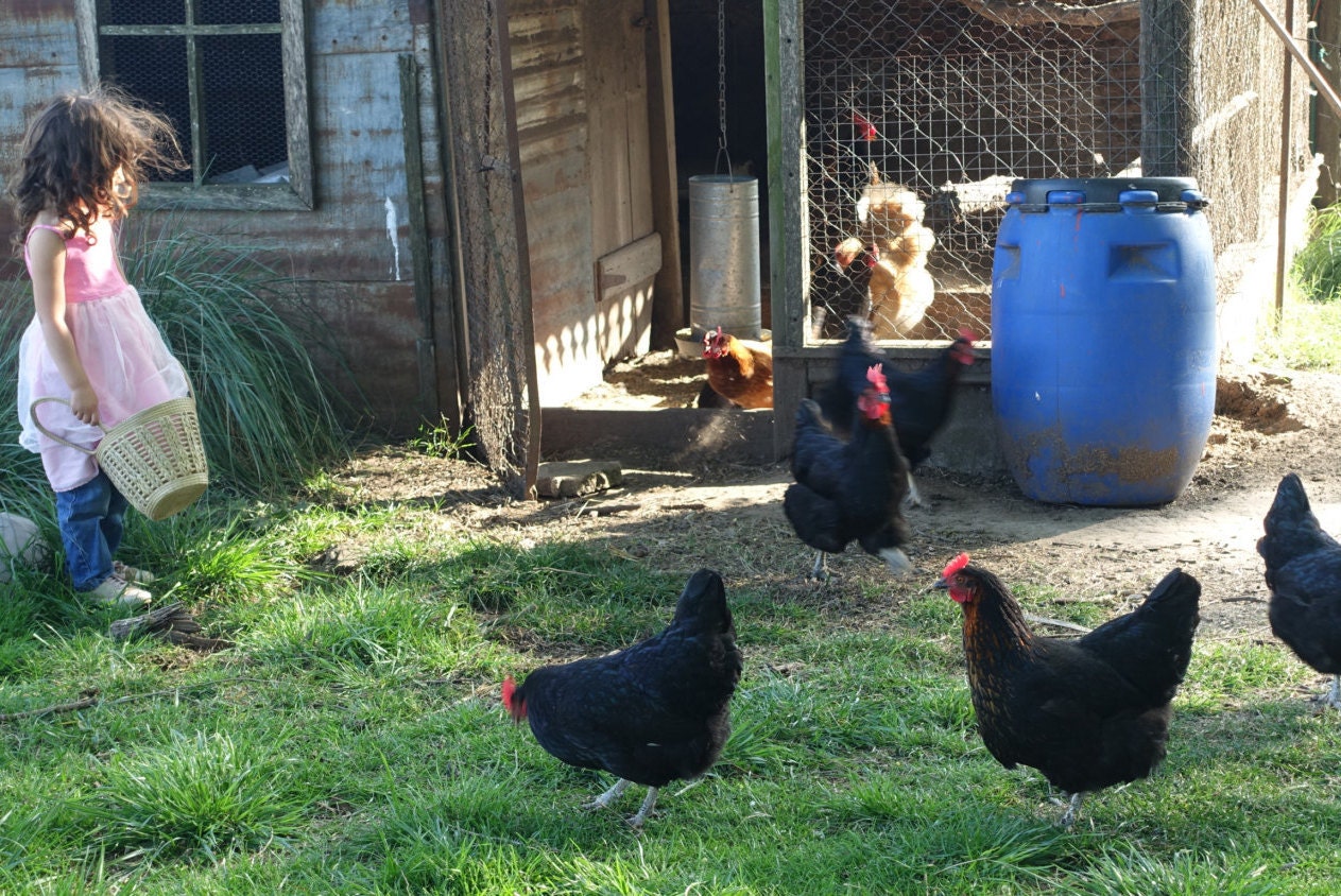 Enamel Chicken Brooch 9 Chicken Pendant | Etsy