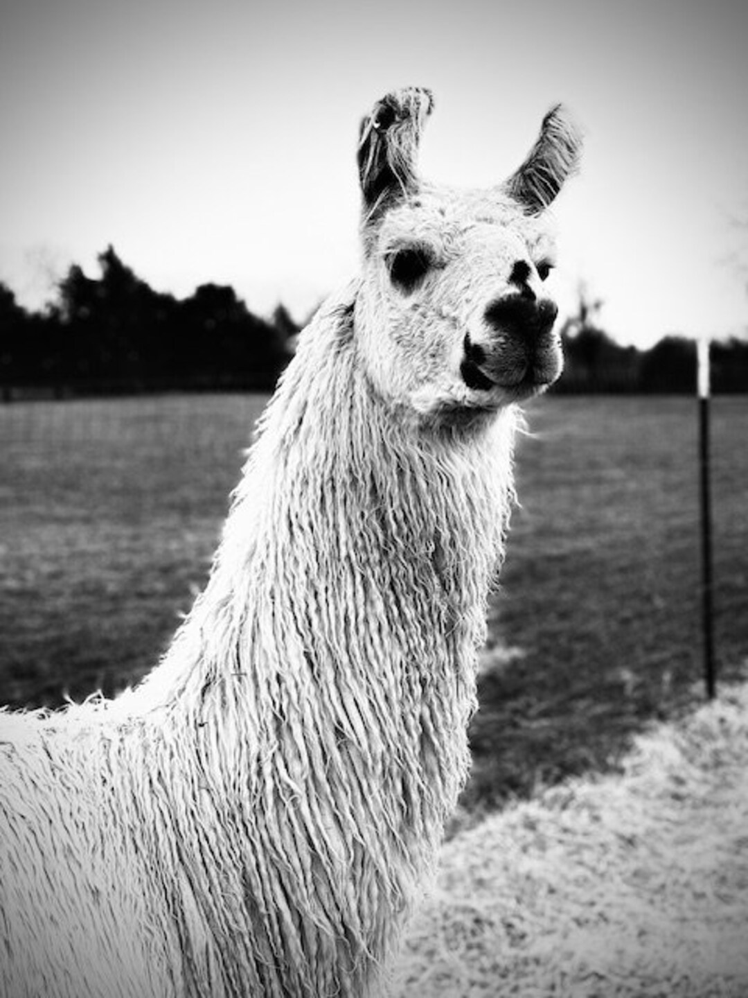 Llama and Alpaca Merchandise - Etsy