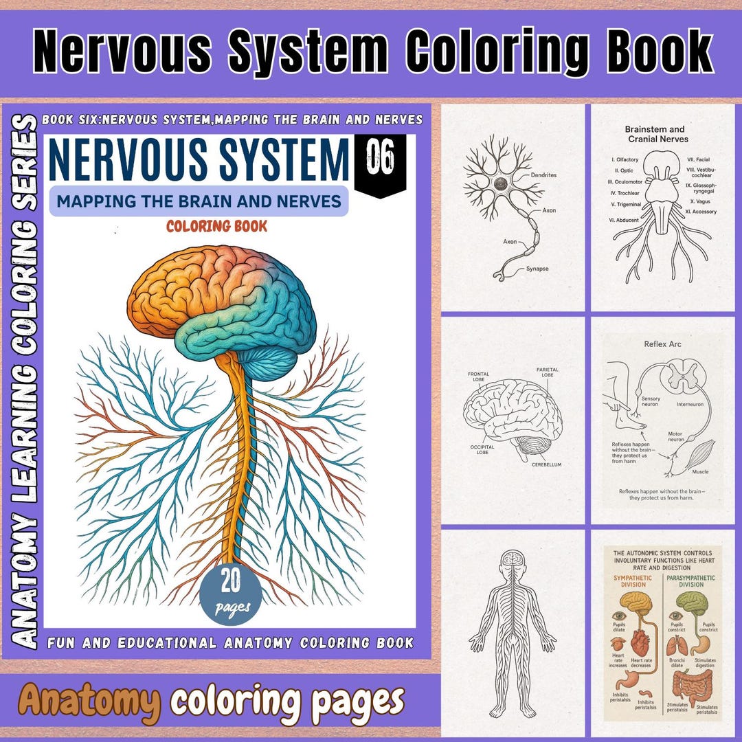 Nervous System Coloring Book: Anatomy & Neuroscience - Etsy