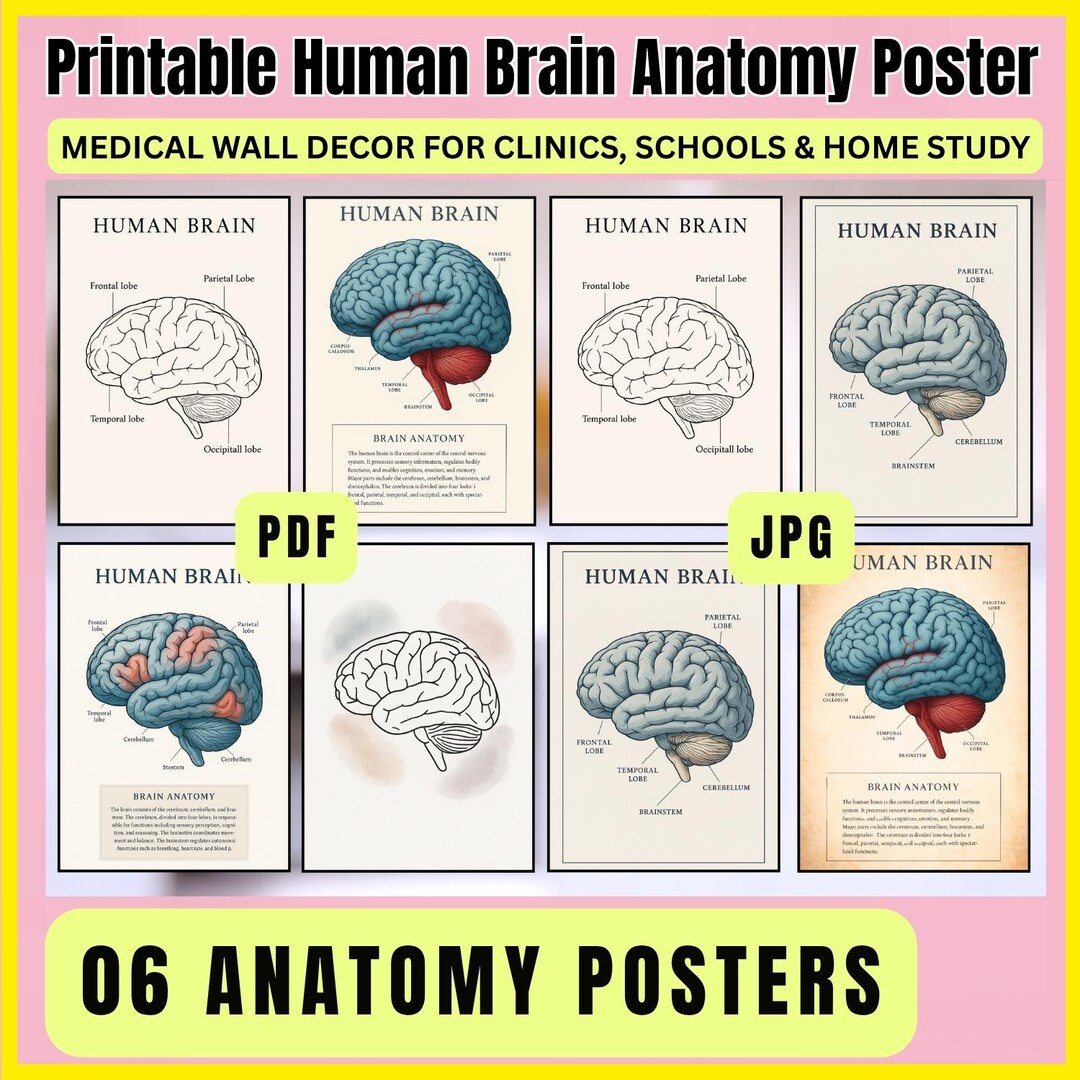 Human Brain Anatomy Poster: Scientific Wall Art,digital Download - Etsy