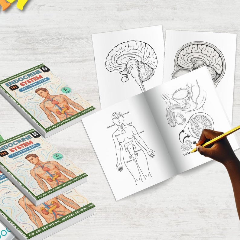 Endocrine System Coloring Book: Anatomy & Hormones - Educational ...