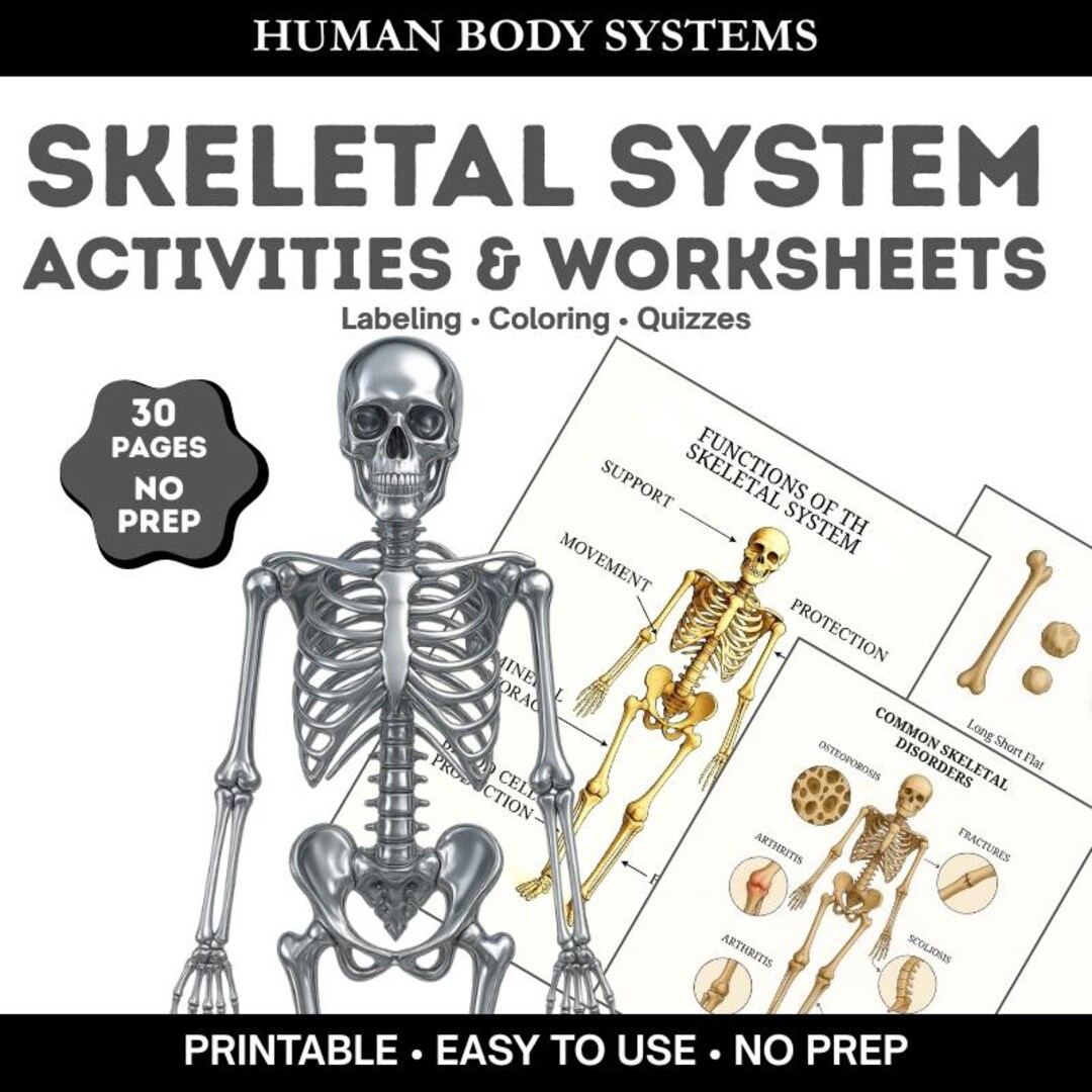 Muscular System Activities Worksheets Labeling Coloring Pages Quiz ...