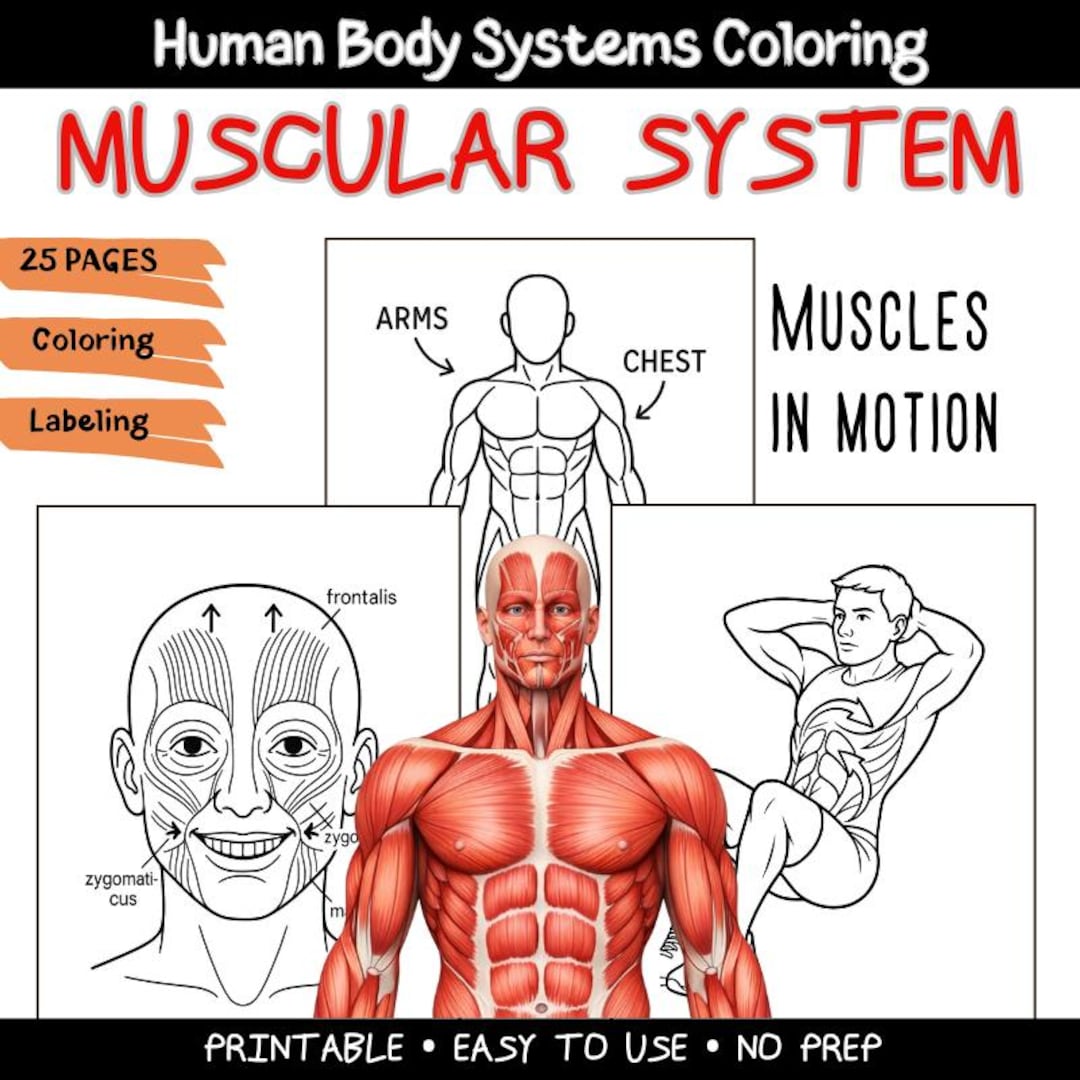 Muscles in Motion Coloring Book: Anatomy Learning for Kids - Etsy
