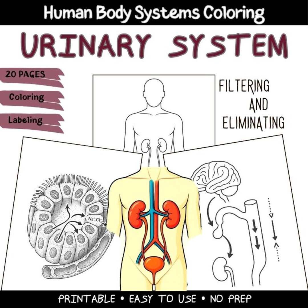 Urinary System Anatomy Coloring Book: Renal Science Education - Etsy