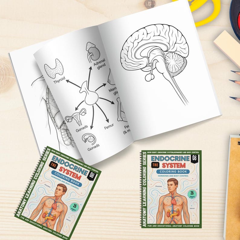 Endocrine System Coloring Book: Anatomy & Hormones - Educational ...