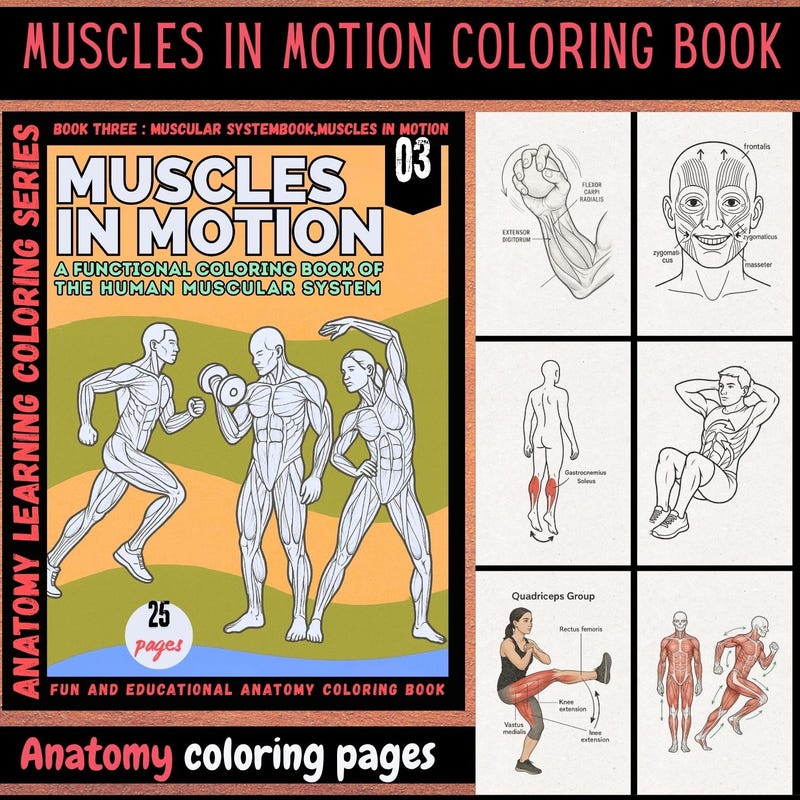 Muscle Anatomy - Etsy