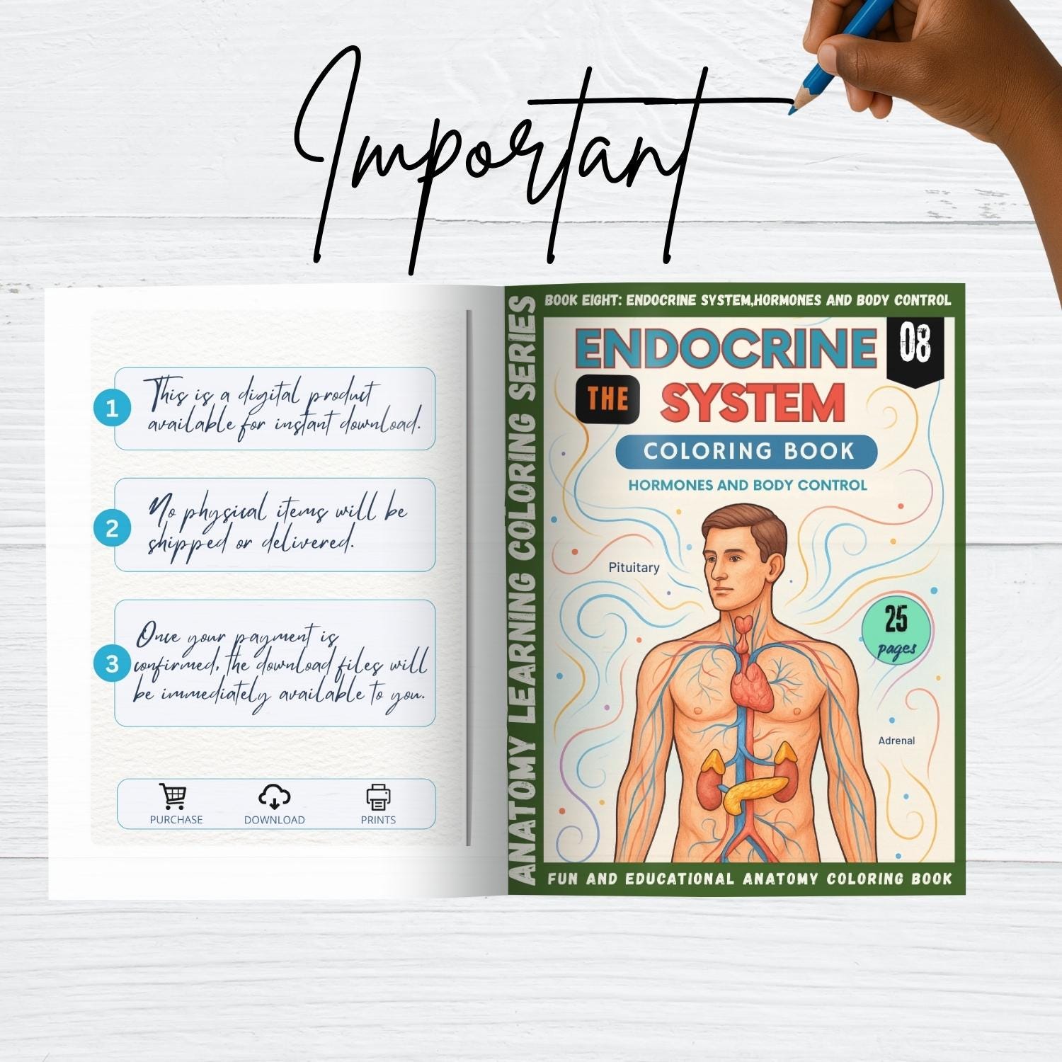 Endocrine System Coloring Book: Anatomy & Hormones - Educational ...