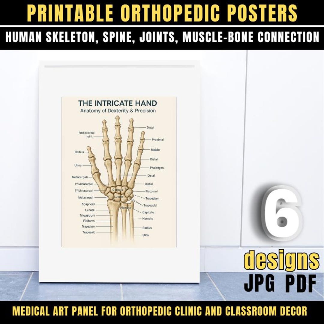 Orthopedic Anatomy Posters: Human Skeleton, Spine, Joints,digital ...