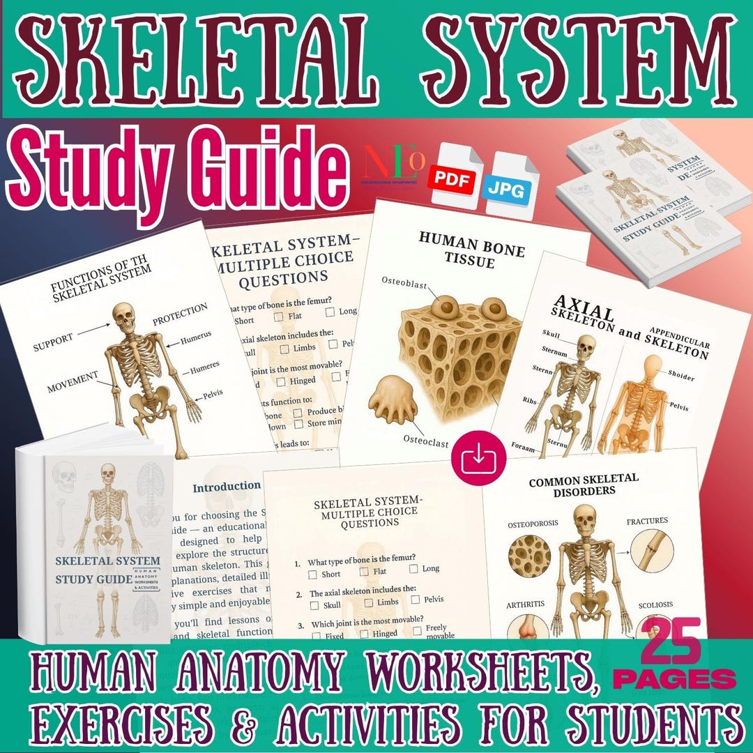 Skeletal System Study Guide:human Anatomy Worksheets,exercises ...
