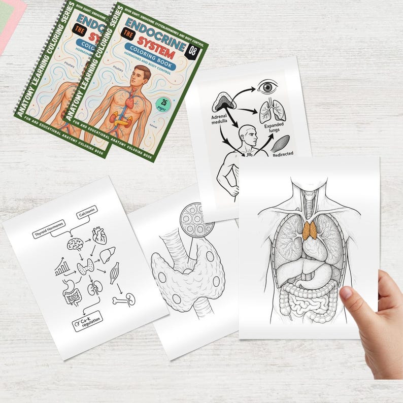 Endocrine System Coloring Book: Anatomy & Hormones - Educational ...