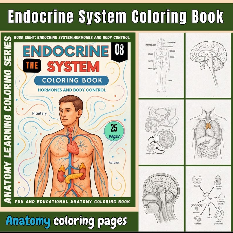 Endocrine System Coloring Book: Anatomy & Hormones - Educational ...