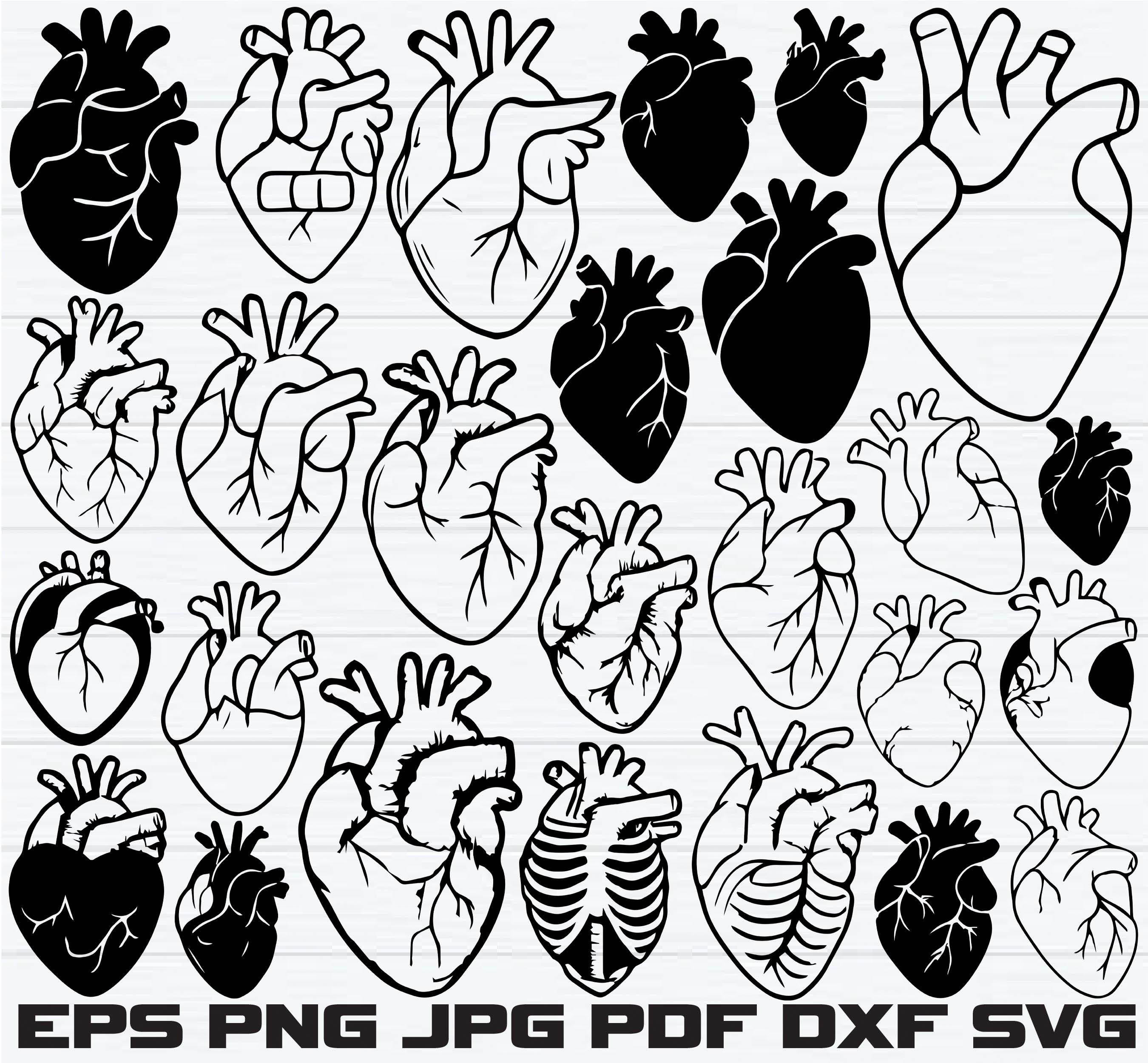 Anatomical Heart Svg Bundle, Anatomical Heart Clipart, Human Heart Svg ...
