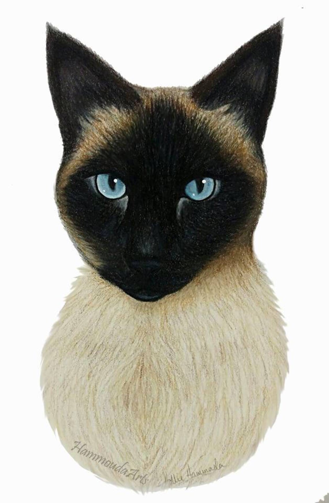 Custom Pet Portrait Bust Freehand Graphite or Color Pencil - Etsy