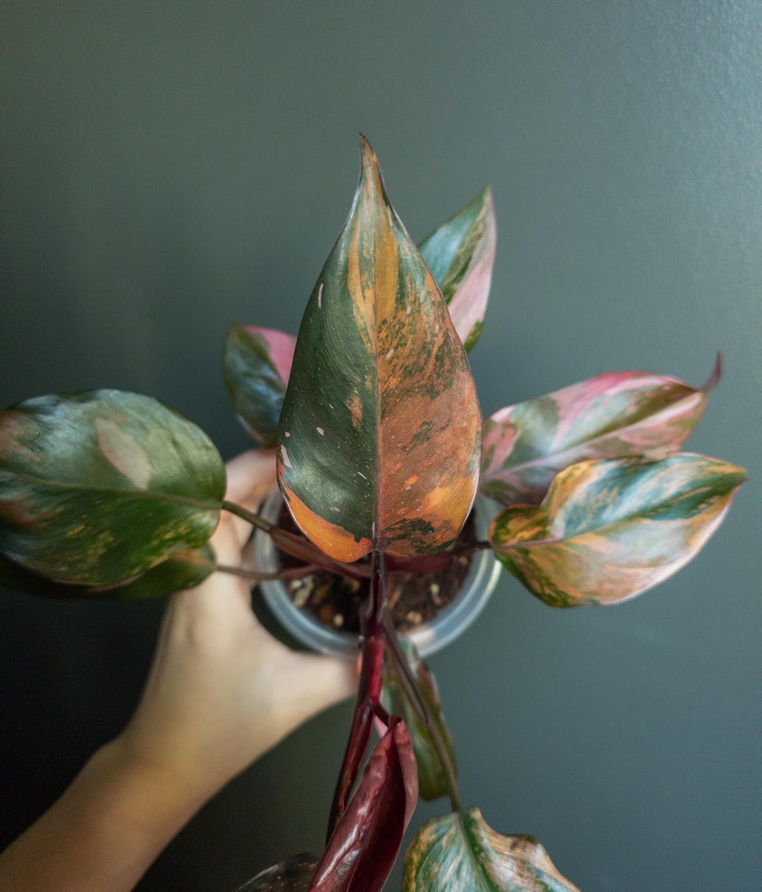 Unicorn!!! Philodendron Fire Princess/princess of Fire/philodendron ...