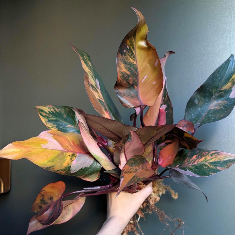 Pink Princess Philodendron - Etsy