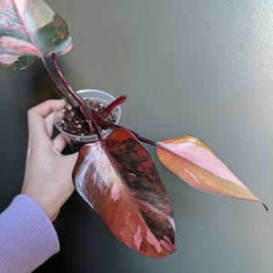 Philodendron Fire Princess Rooted in Soil, Actively Growing - Etsy