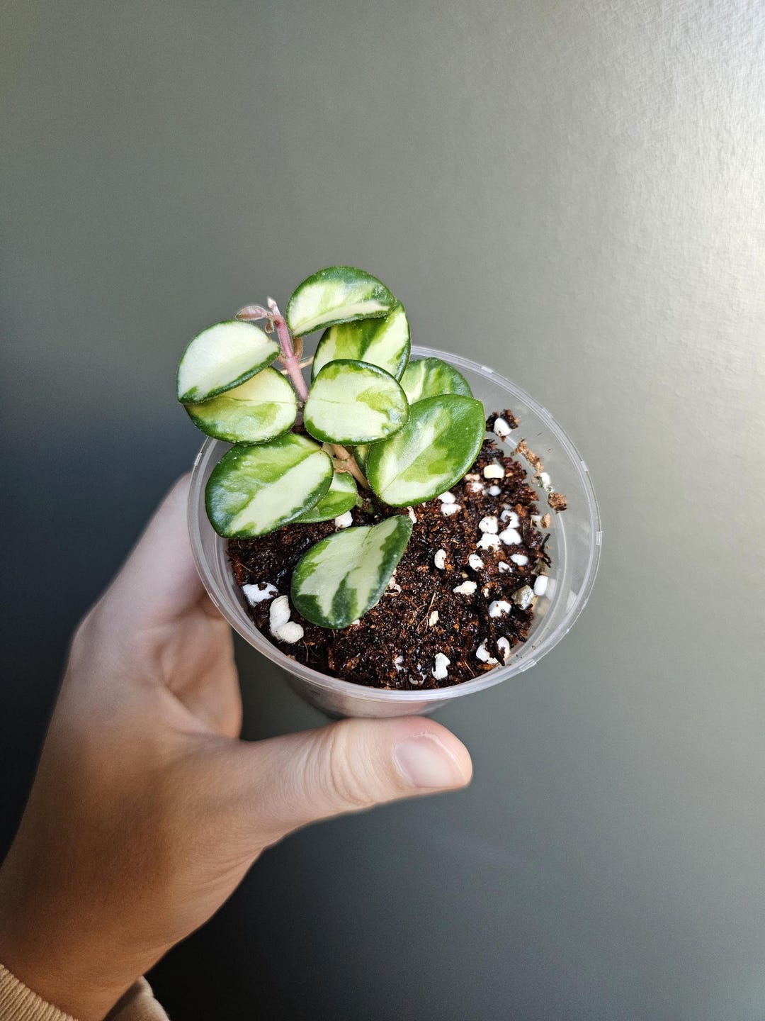 Hoya Mathilde Inner Variegated Rooted, Exact Plant - Etsy