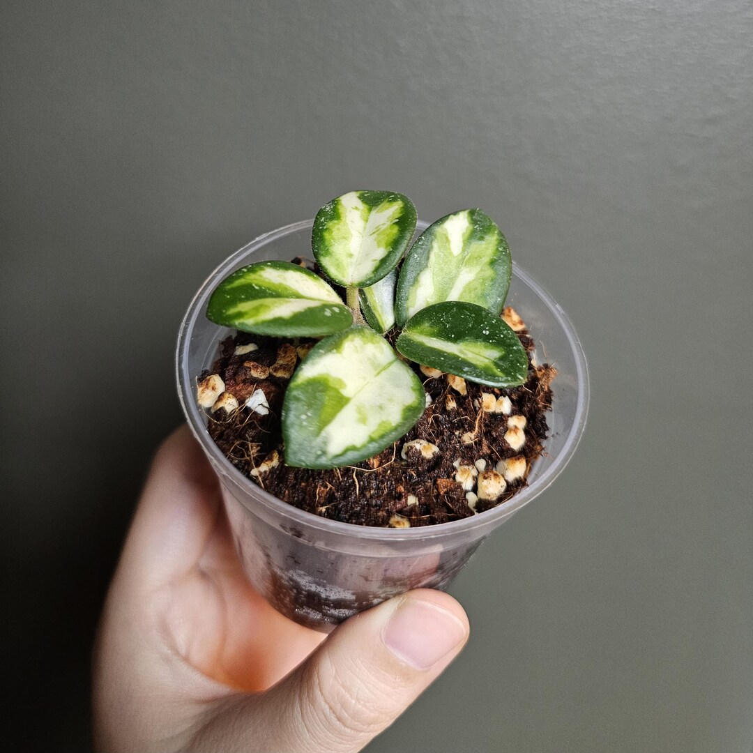 Hoya Mathilde Inner Variegated, Actively Growing, Exact Plant - Etsy