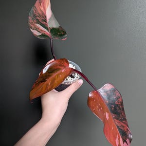 Philodendron Fire Princess Rooted in Soil, Actively Growing - Etsy