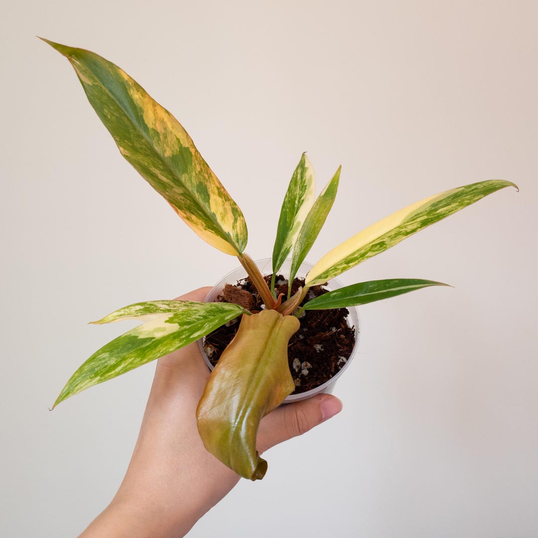 Philodendron Caramel Marble - Etsy