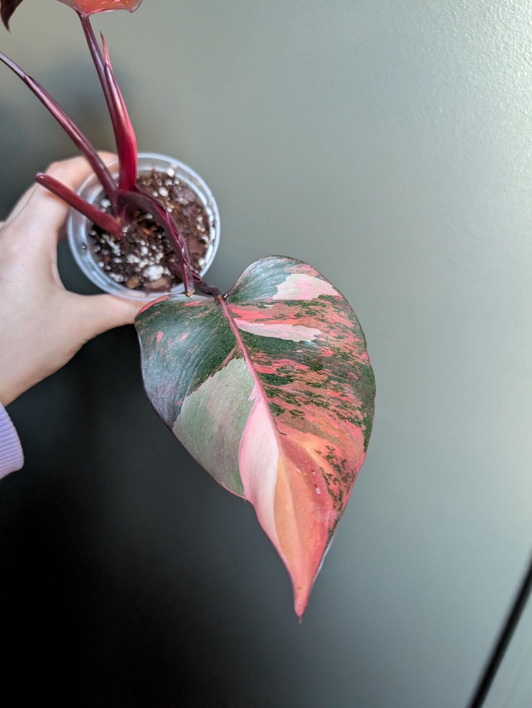 Philodendron Fire Princess Rooted in Soil, Actively Growing - Etsy