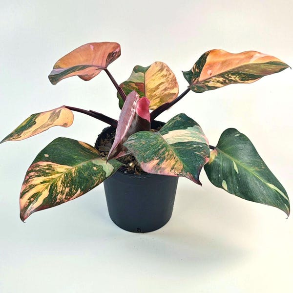 Philodendron Princess of Fire - Etsy