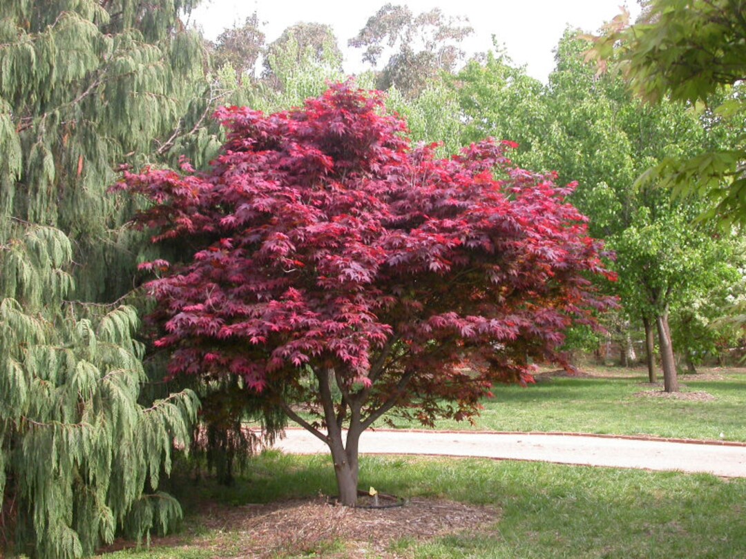 25 + ( Bloodgood ) Atropurpureum Japanese Maple Tree Seeds - Etsy