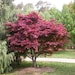 25 + ( Bloodgood ) Atropurpureum Japanese Maple Tree Seeds - Etsy