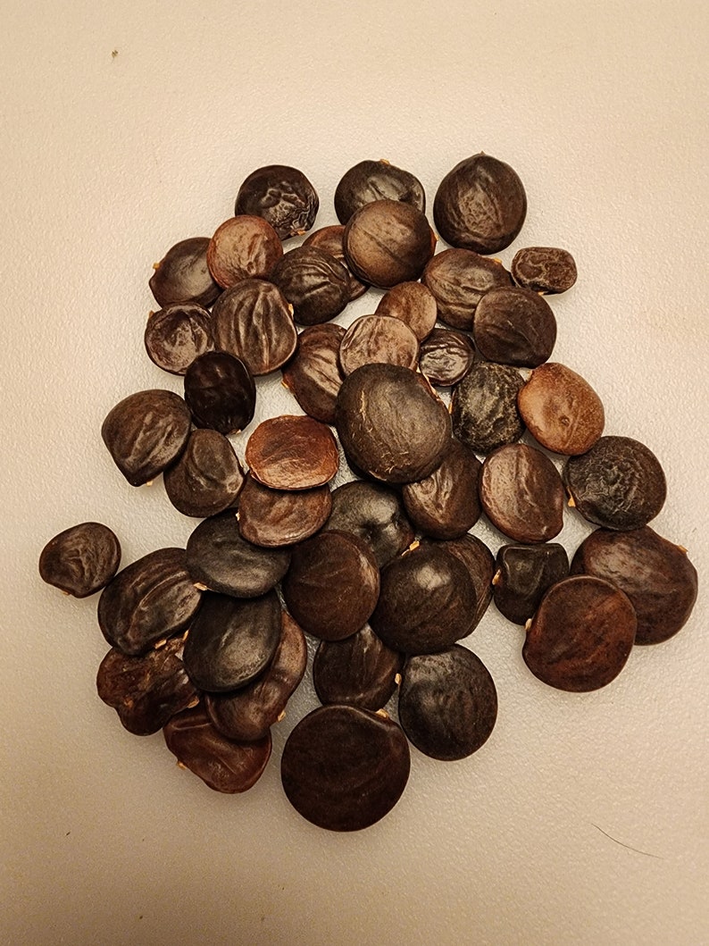 Chinese Wisteria Tree Seeds ( 10 Seeds ) - Etsy