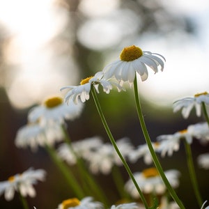 Daisy, Daisy Photograph, Nature Photograph, Large Wall Art, Flower ...