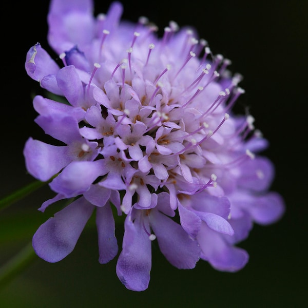 Purple Pincushion - Etsy