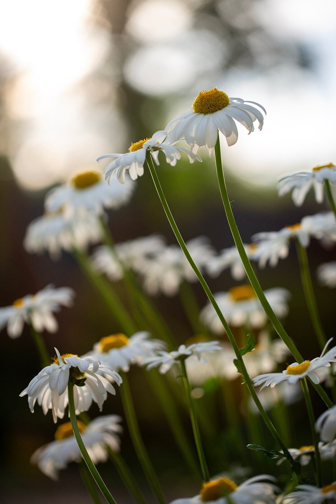 Daisy, Daisy Photograph, Nature Photograph, Large Wall Art, Flower ...