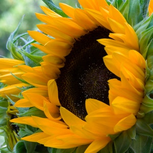 Sunflower Photo, Yellow Flower Photograph, Nature Photograph, Large ...