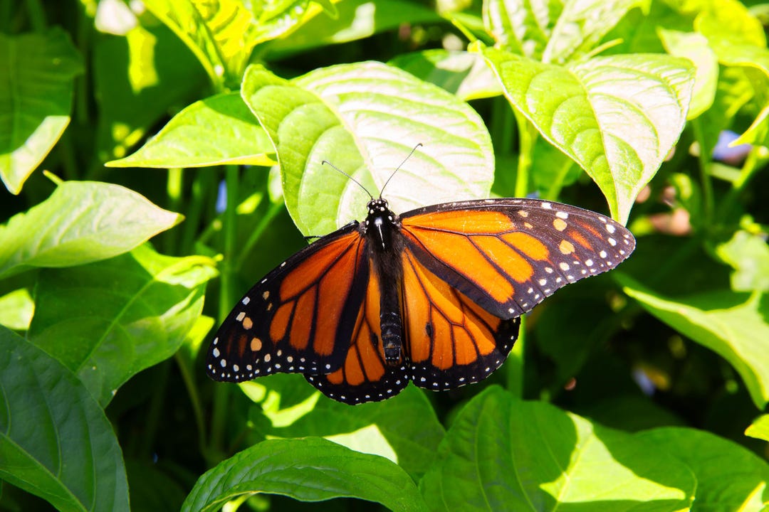 Monarch Butterfly Photo, Botanical Nature Photography, Wall Art - Etsy