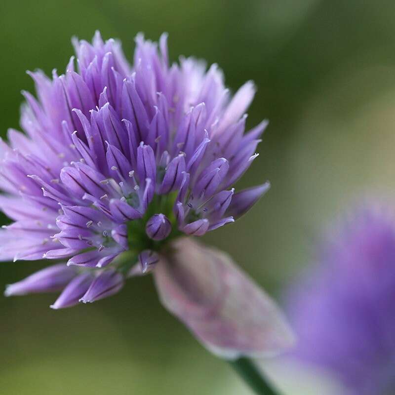 Thistle Bathroom - Etsy