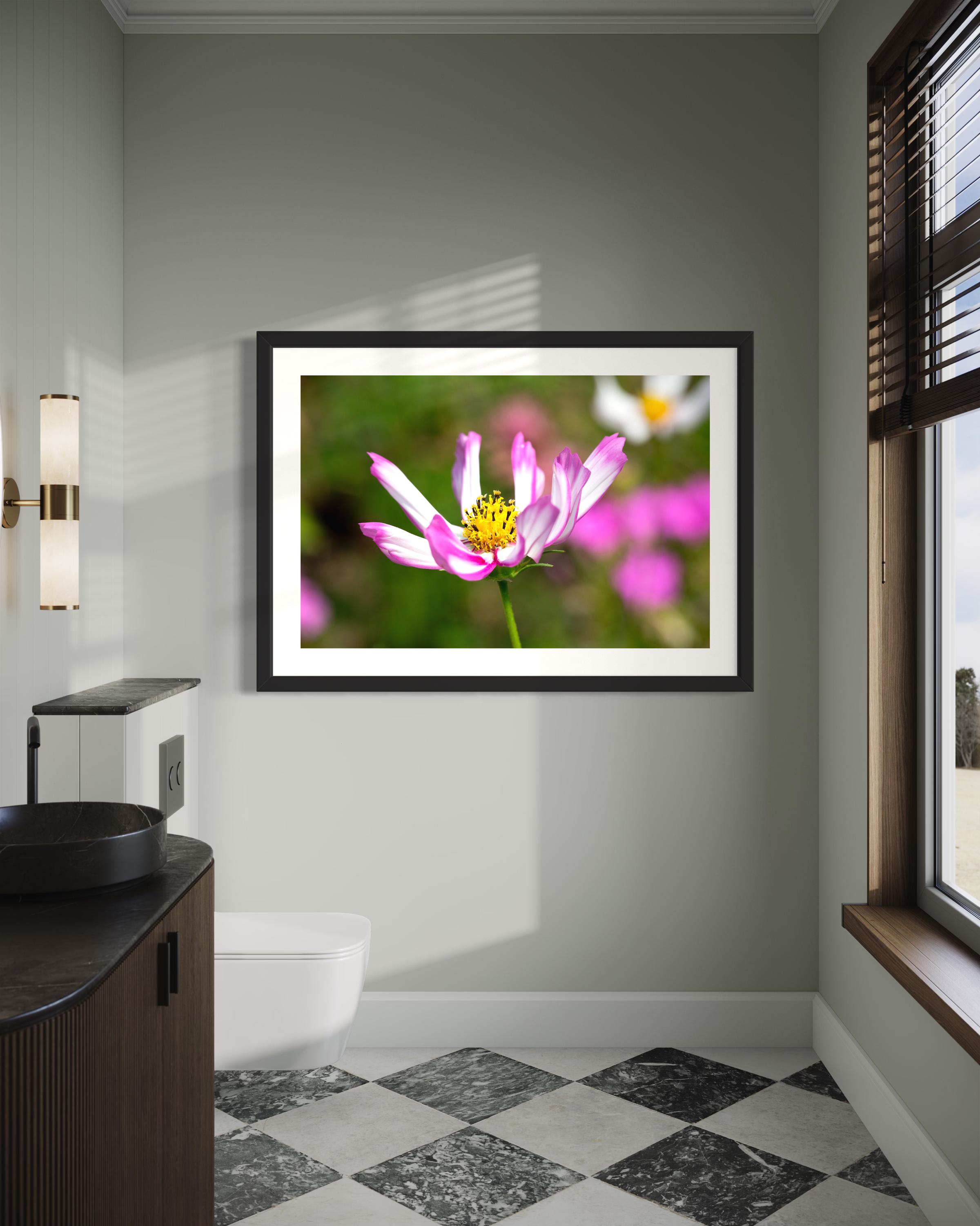 White & Pink Cosmos, Nature Photograph, Large Wall Art, Home Decor ...